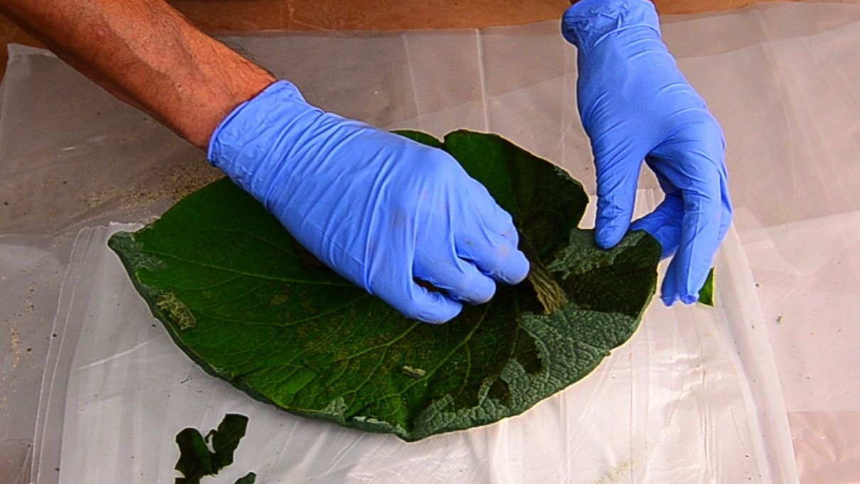 Shape Your Own : Decorative Concrete Leaf : 5 Steps - Instructables