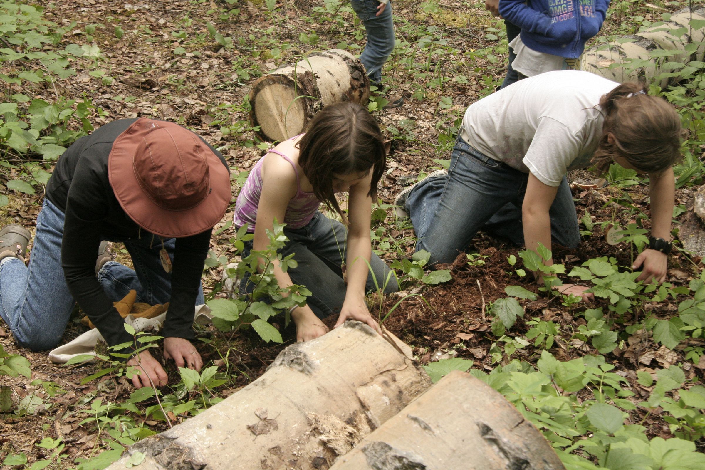 Harvesting Spruce Root : 7 Steps (with Pictures) - Instructables