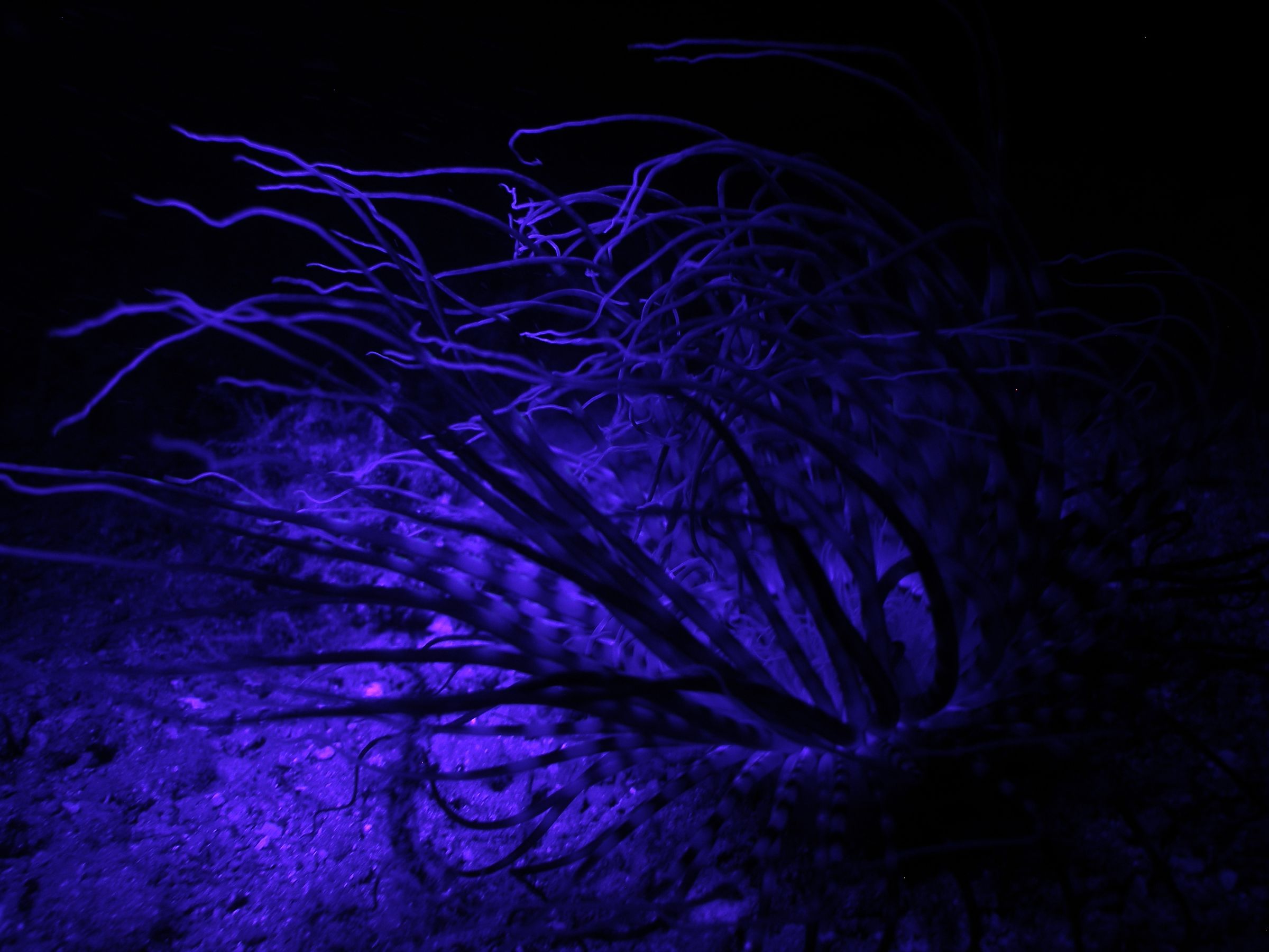 UV Light Photography : 6 Steps (with Pictures) - Instructables