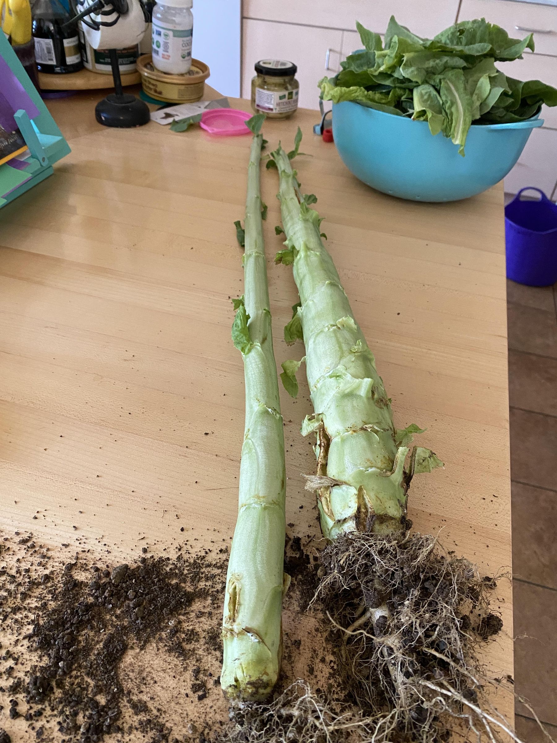 Celtuce Salad : 4 Steps (with Pictures) - Instructables