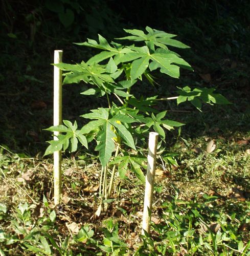 PVC GARDEN STAKES : 3 Steps - Instructables