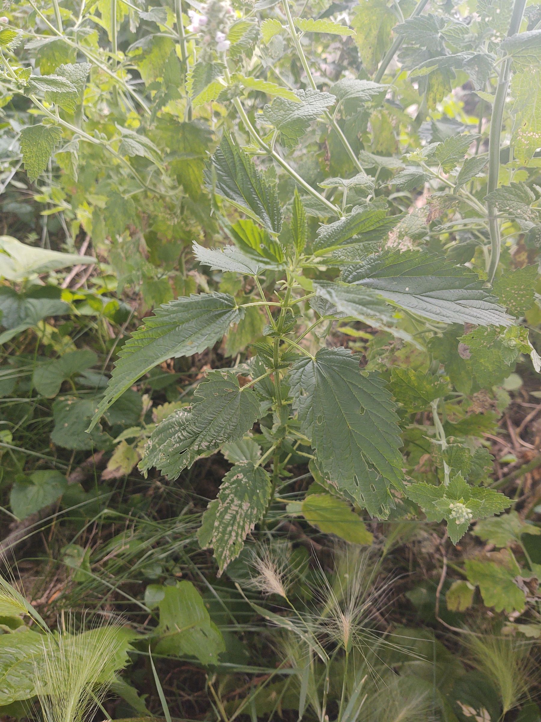 How to Dry Catnip : 6 Steps - Instructables