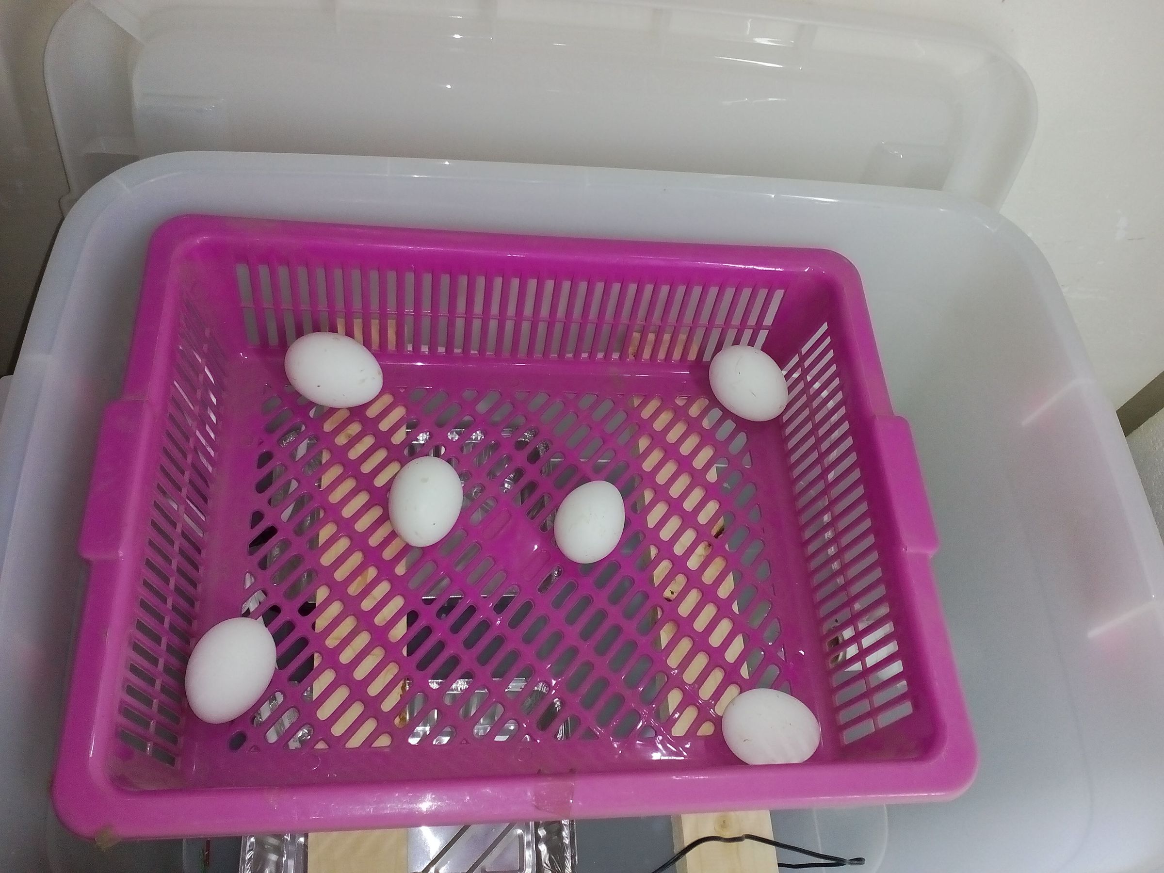 How to Make Homemade Incubator | Egg Hatcher at Home : 5 Steps (with ...