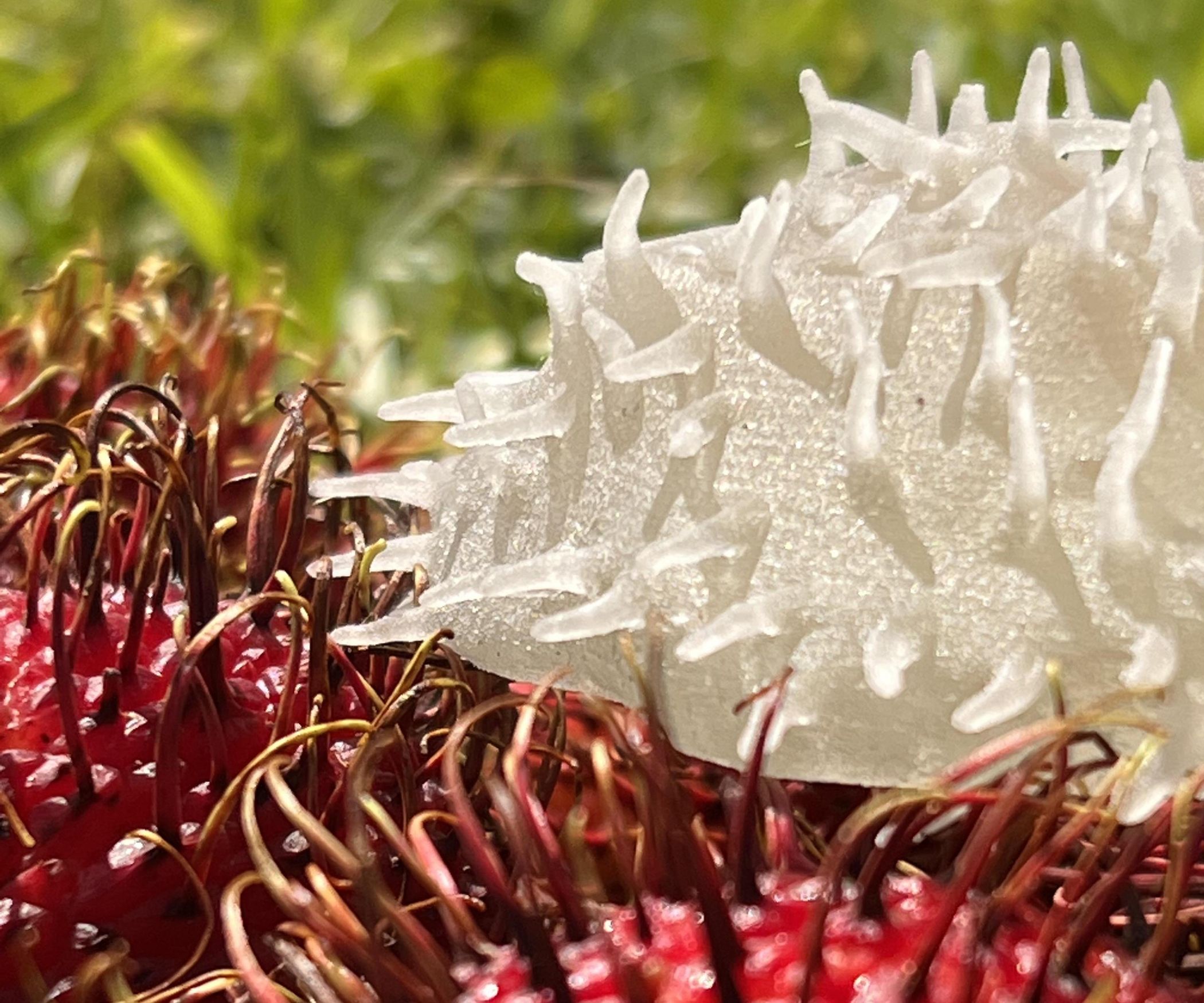 Rambutan Inspired 3D Print - Agilus Material : 5 Steps - Instructables