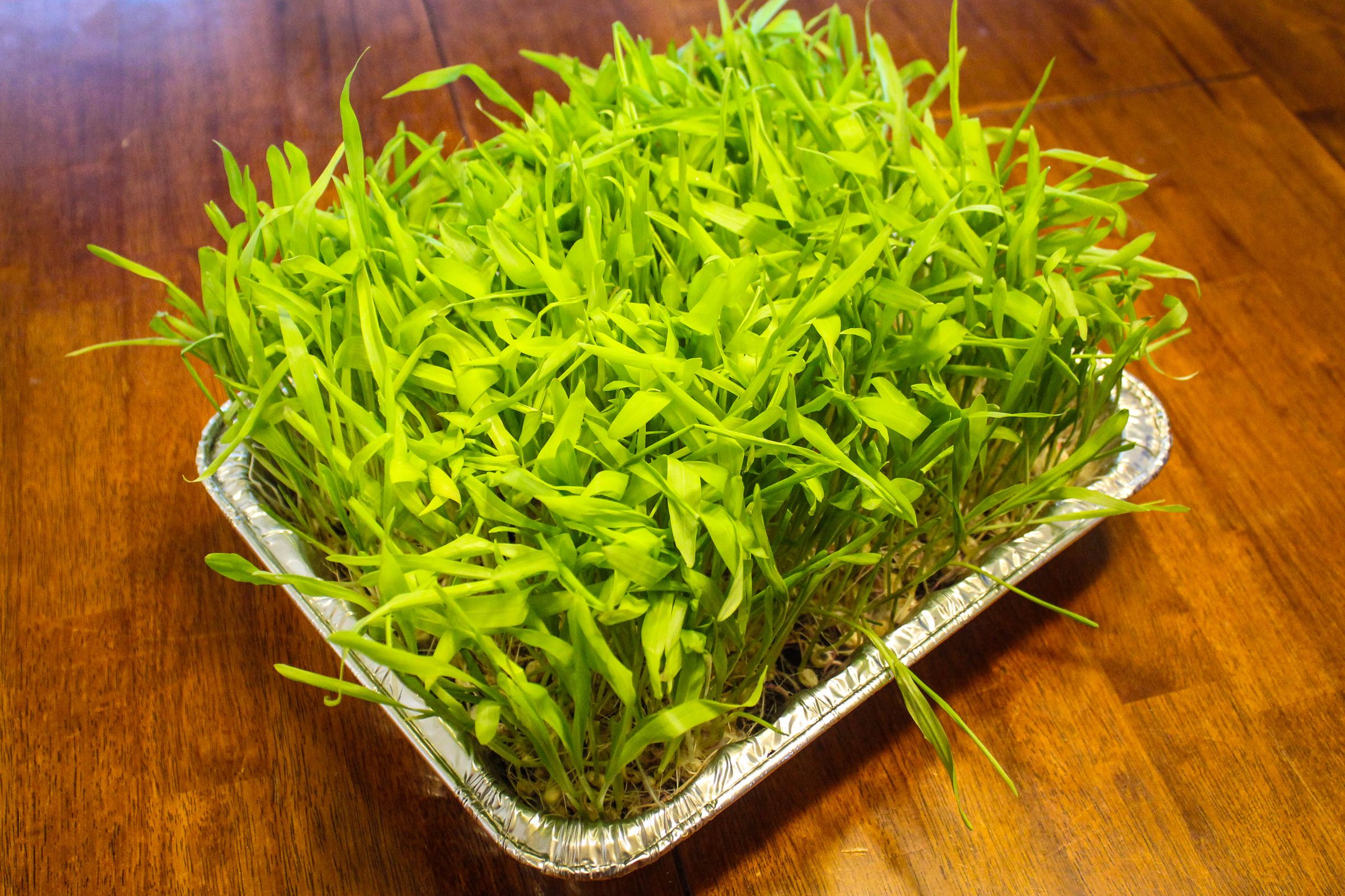 How to Grow Popcorn Shoots : 9 Steps (with Pictures) - Instructables