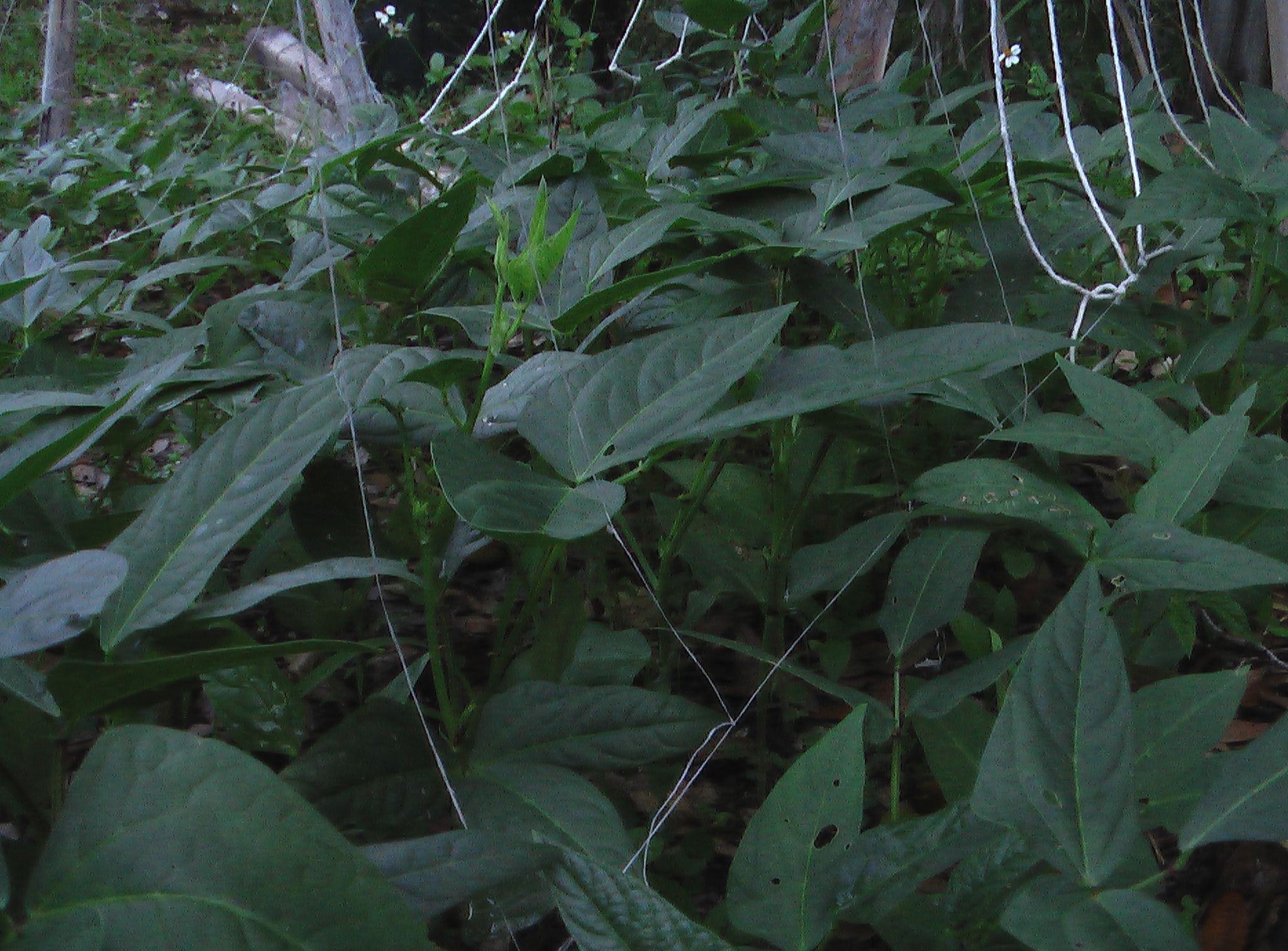 Growing Giant Beans : 8 Steps - Instructables