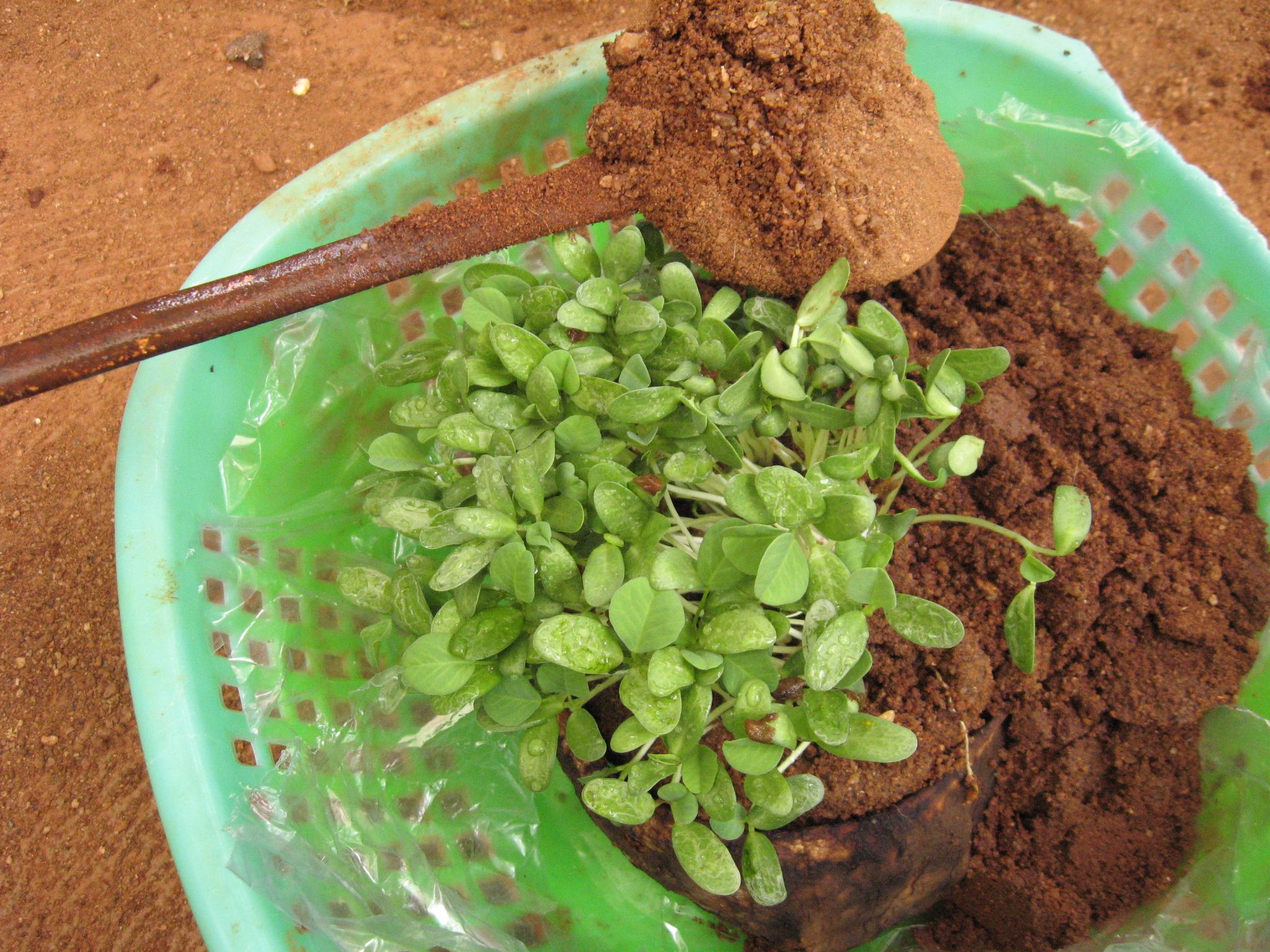 Seed Germination With Bottle Gourd Shell As Planter : 6 Steps (with ...