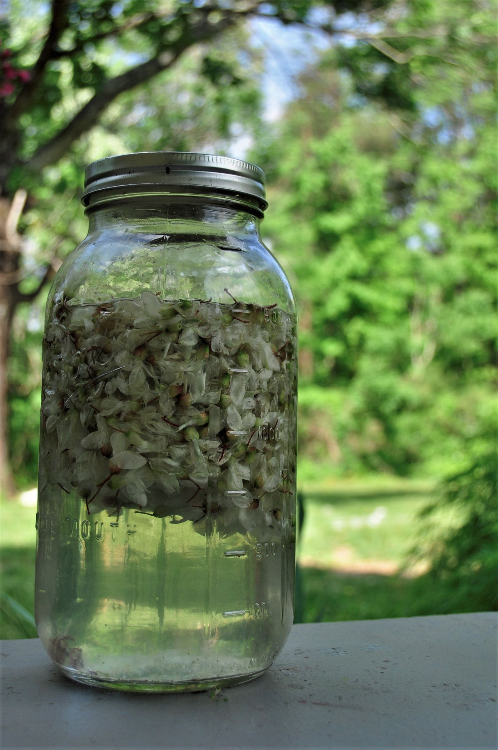 Black Locust Flower Cold Brew Tea : 4 Steps (with Pictures) - Instructables