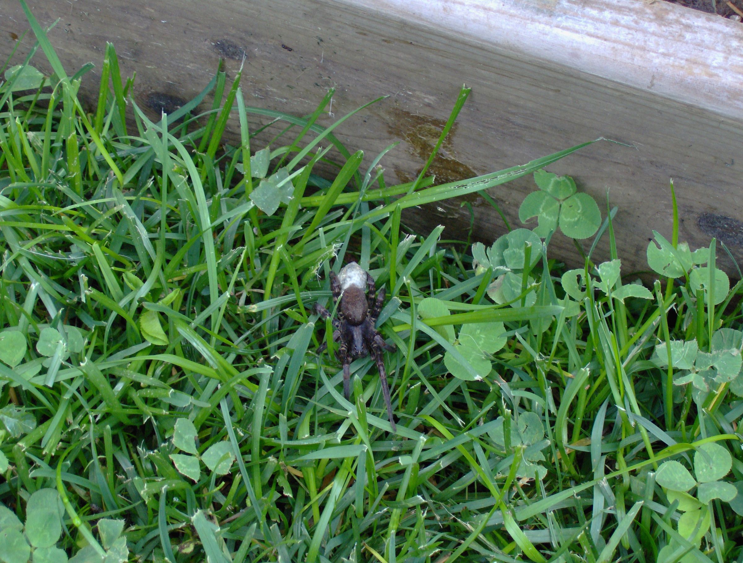 Spider Hunting! : 4 Steps (with Pictures) - Instructables