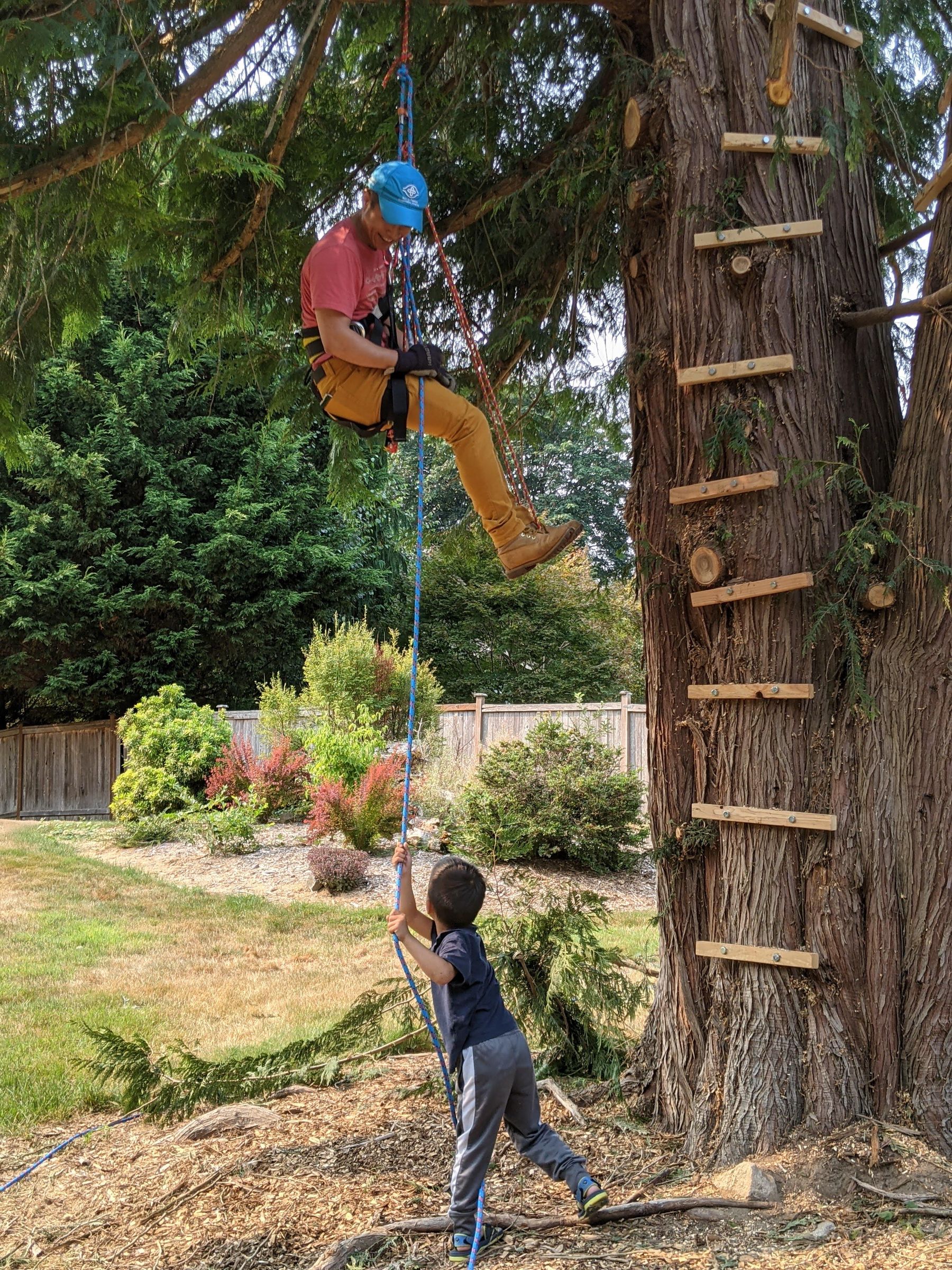 DIY: Build a Ladder and Cut the Tree - Removing Large Trees Near Fences ...