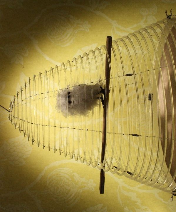 Flat Pack Birdcage : 8 Steps - Instructables