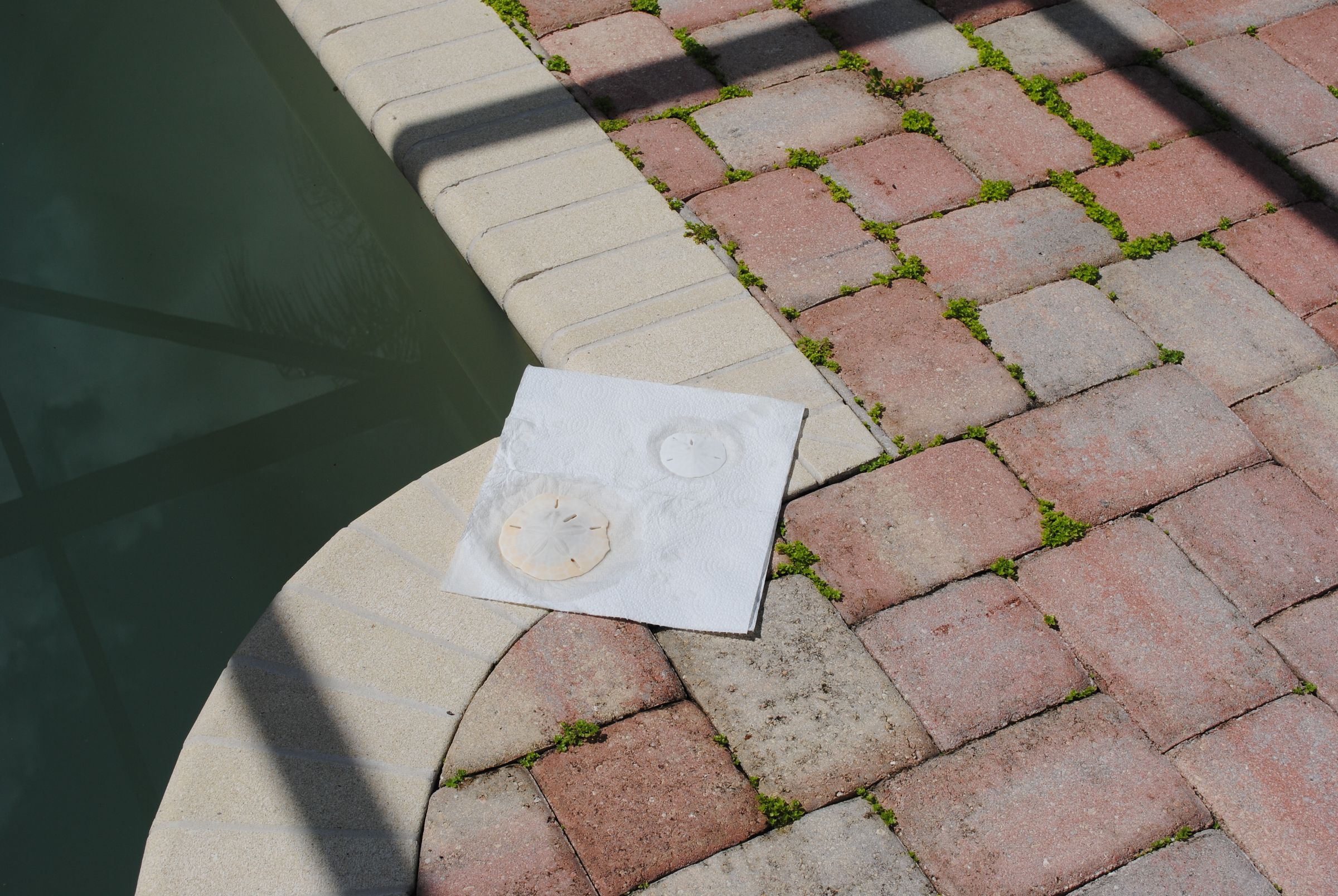 How to Bleach Sand Dollars : 6 Steps (with Pictures) - Instructables