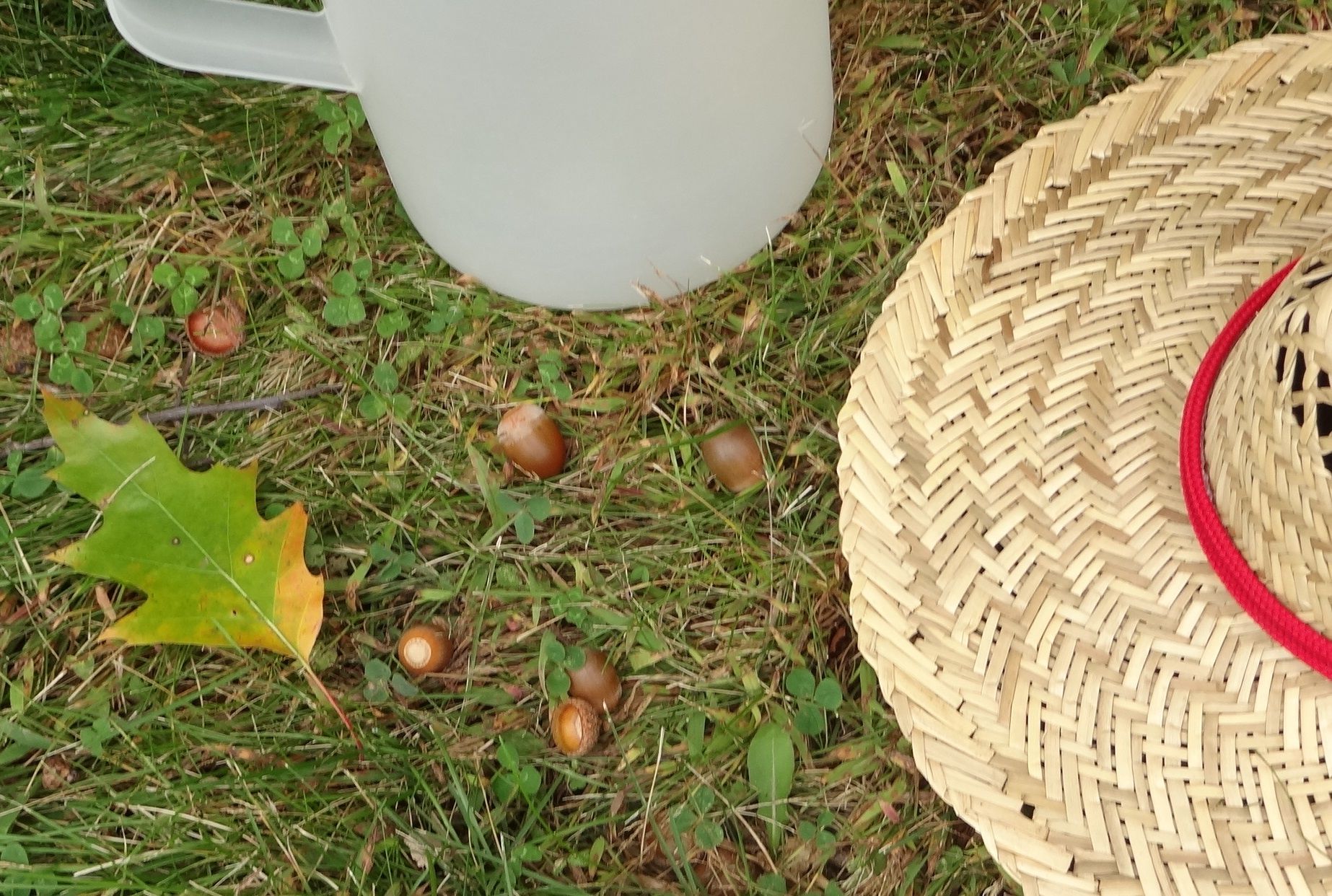 Acorns to Acorn Muffins in 1 Day! : 10 Steps (with Pictures ...