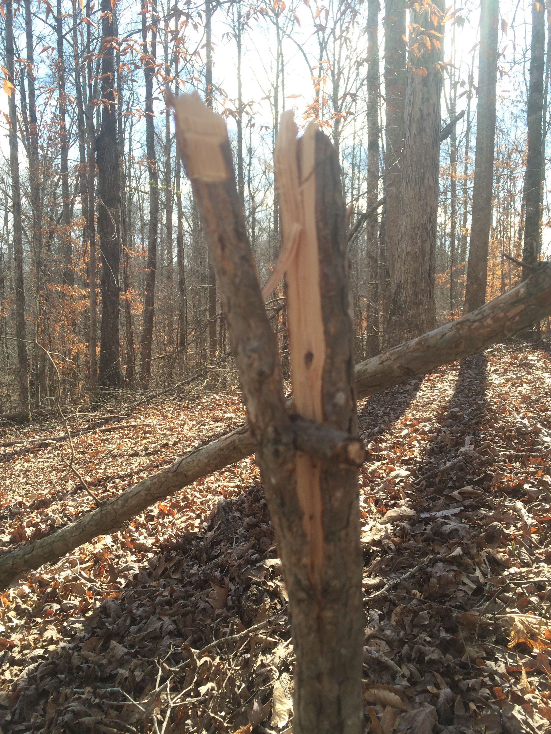 Primitive Spear : 7 Steps (with Pictures) - Instructables