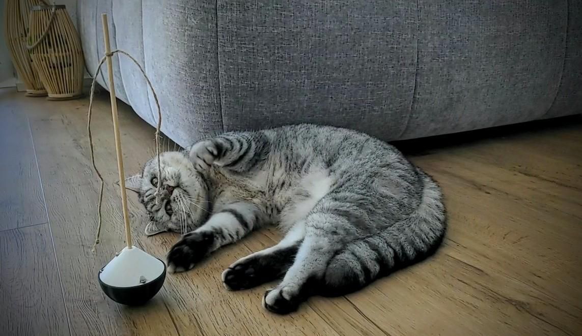 Stand-Up Cat Toy : 5 Steps (with Pictures) - Instructables