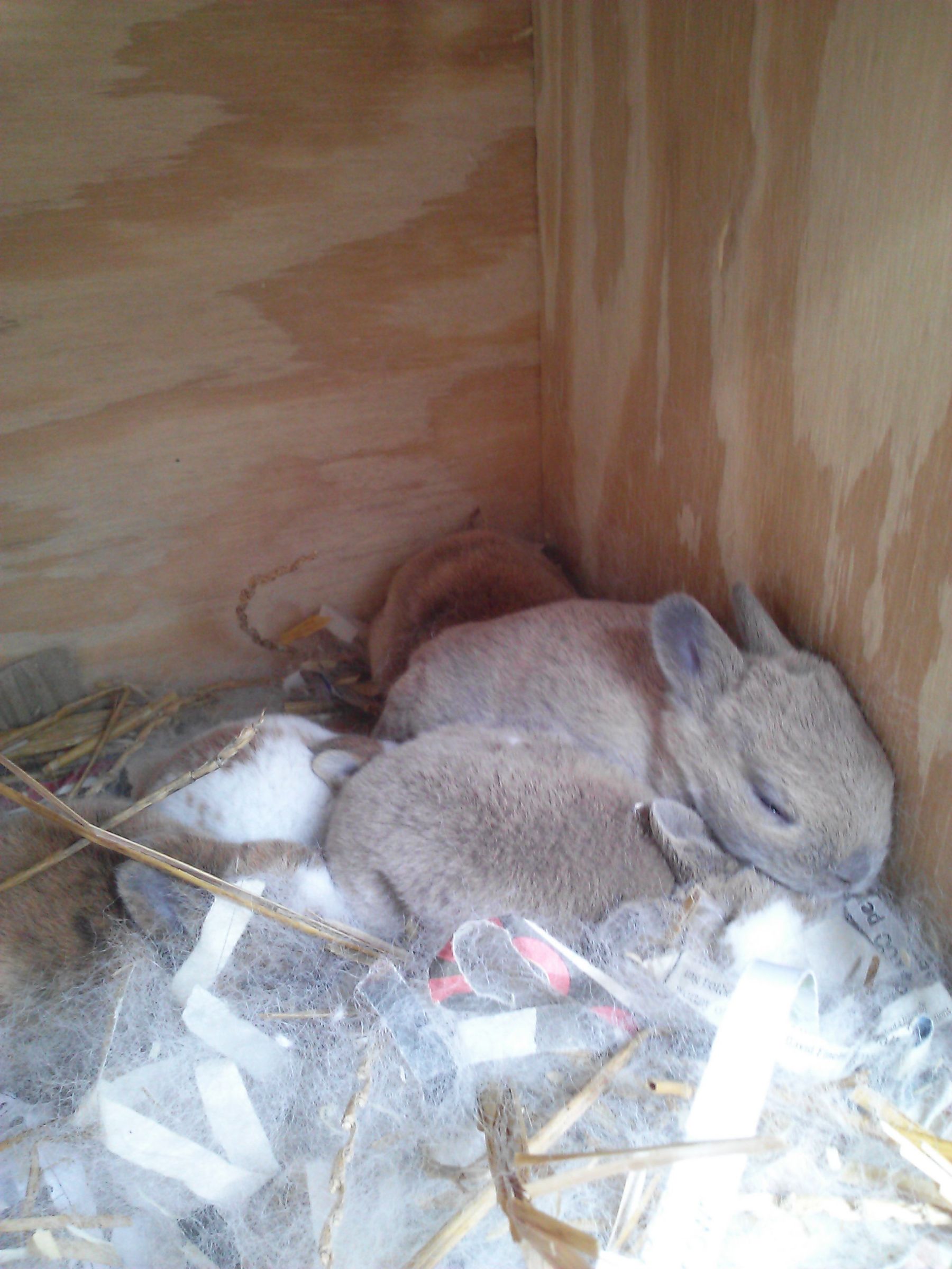 Small Rabbit Farming : 7 Steps (with Pictures) - Instructables