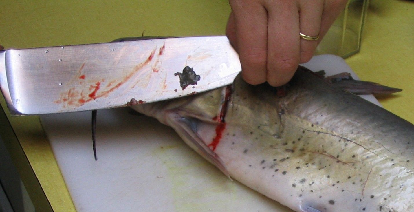 Skinning and Filleting Catfish : 13 Steps (with Pictures) - Instructables