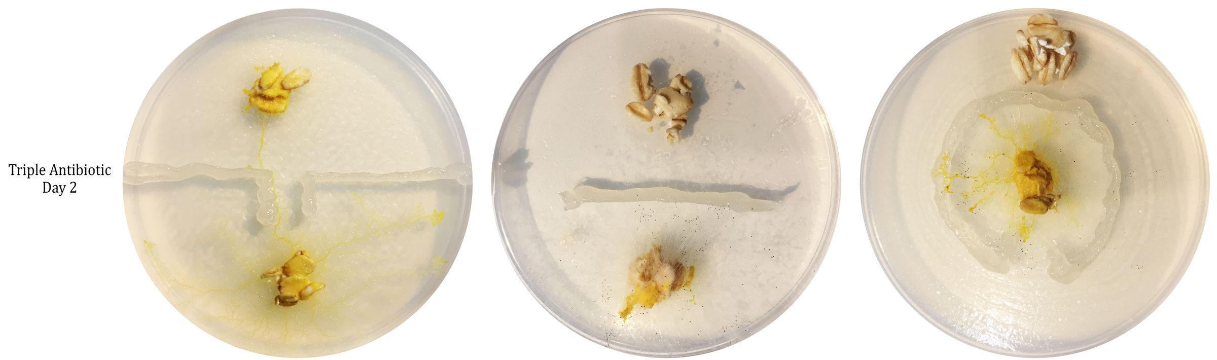 How to Grow SLIME MOLD : 9 Steps (with Pictures) - Instructables