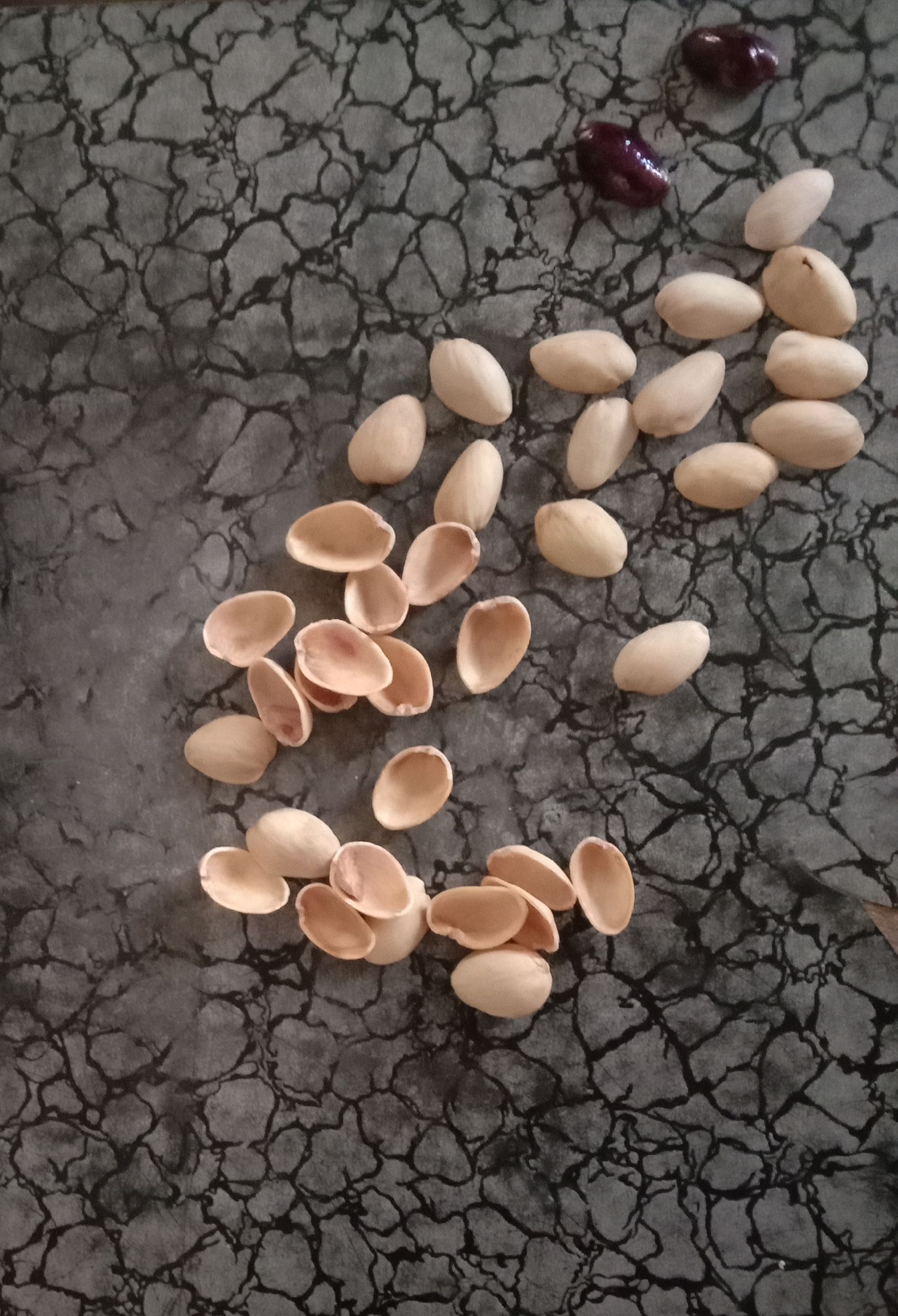 NUTSHELL BIRDS IN a BARE TREE : 3 Steps - Instructables