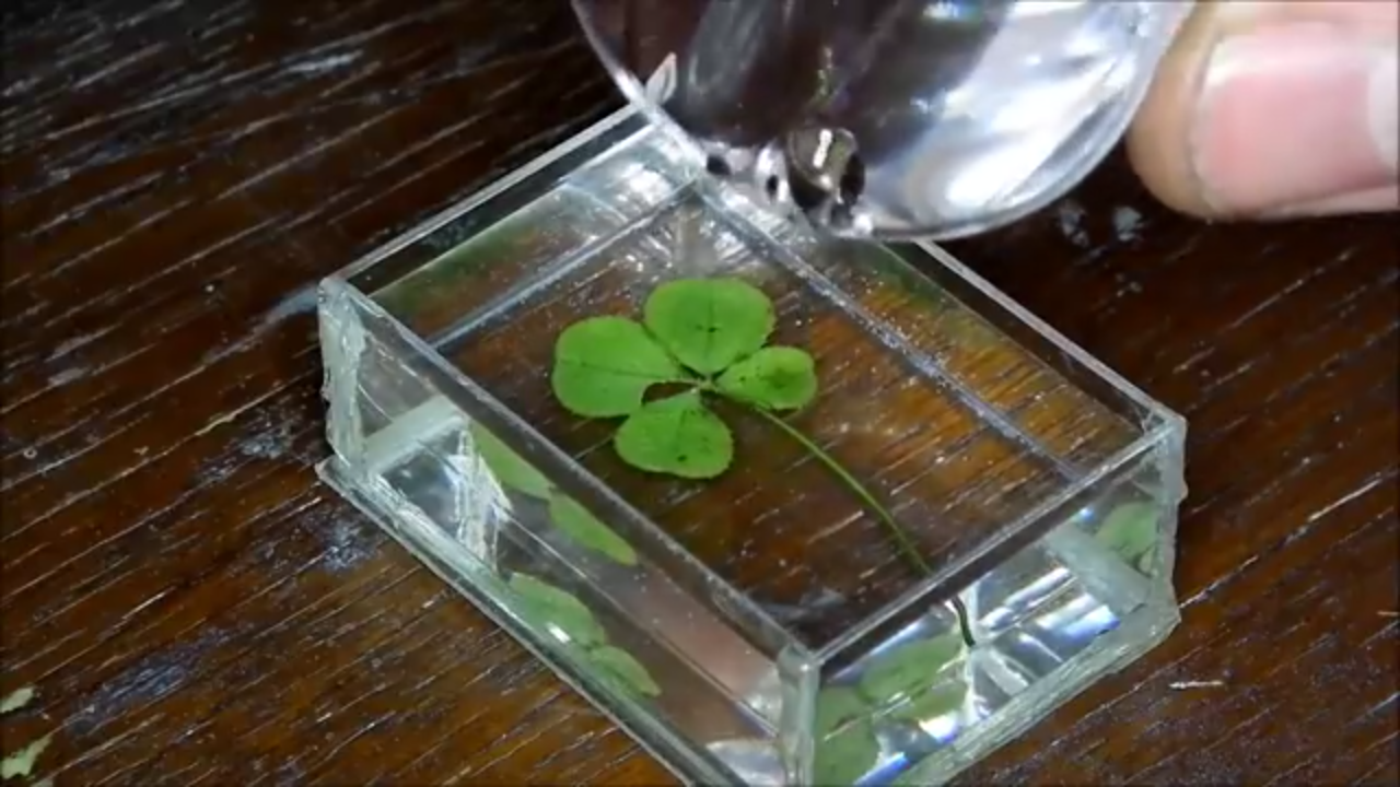 DIY Four-leaf Clover in Resin : 9 Steps (with Pictures) - Instructables
