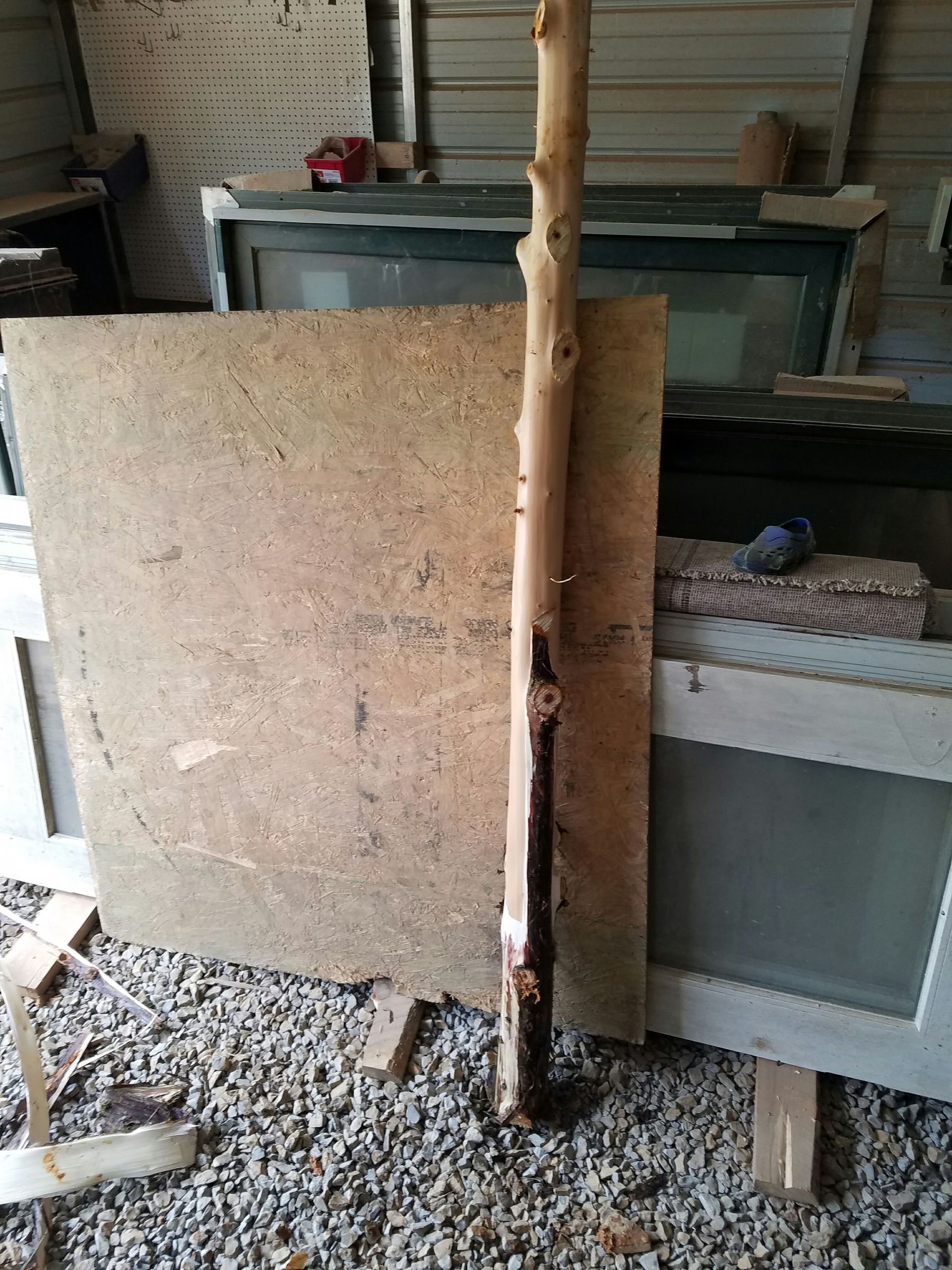 Turning Cedar Trees Into Walking Sticks : 12 Steps (with Pictures ...