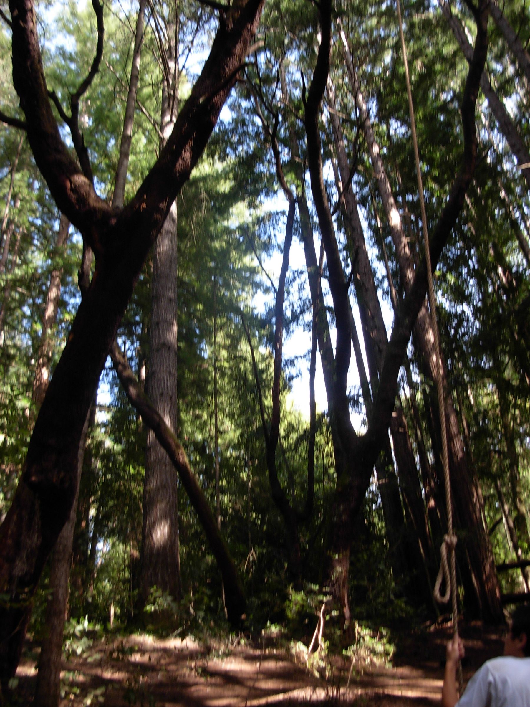 How to Make a Rope Swing : 9 Steps - Instructables