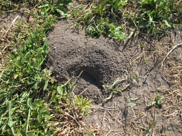 Pocket Gopher Tunnel System