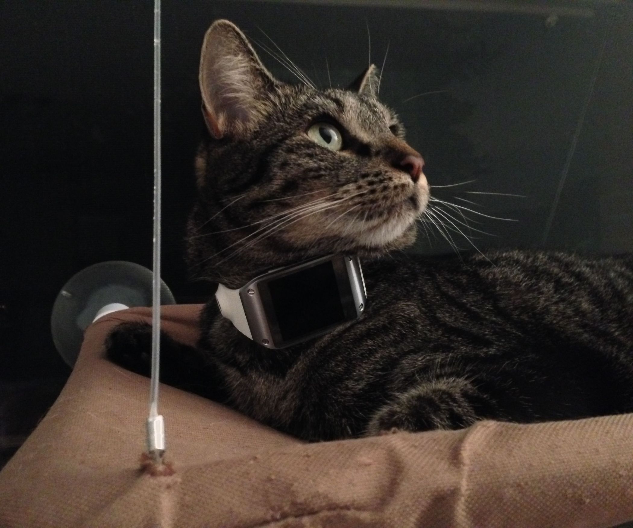 Cat Tracking Using Bluetooth Indoor Positioning : 9 Steps (with ...