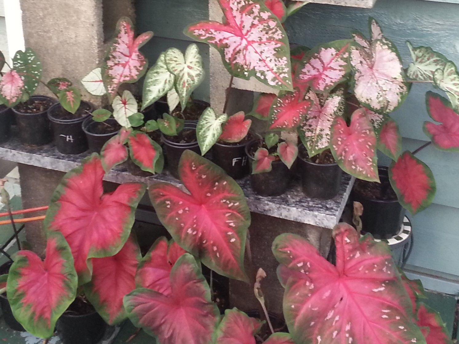 Hybridizing Caladiums -(making Caladium Babies) : 13 Steps (with ...