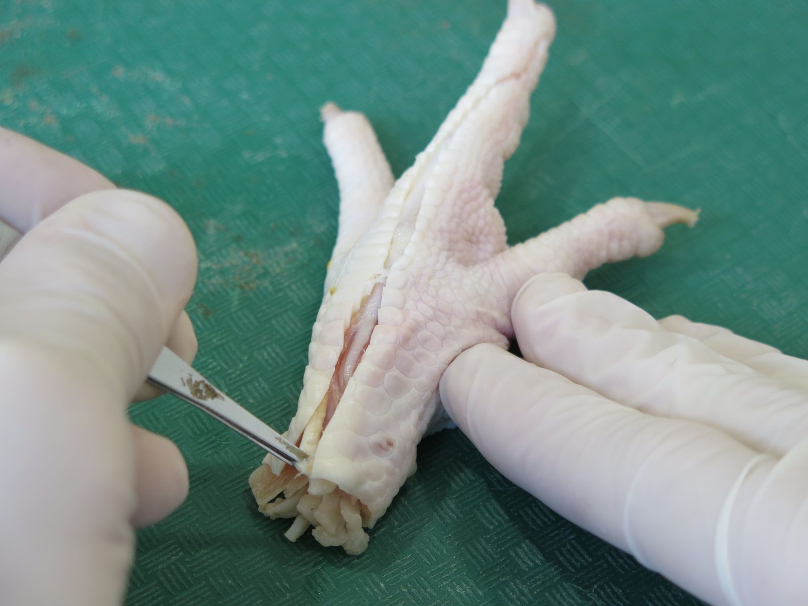 Chicken Foot Dissection : 7 Steps - Instructables