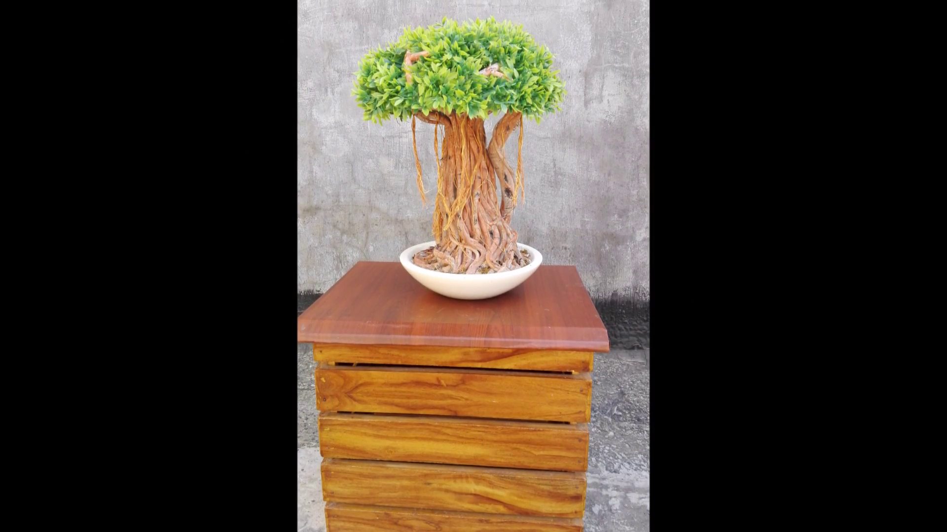 DIY Banyan Tree / Bonsai Tree : 4 Steps (with Pictures) - Instructables