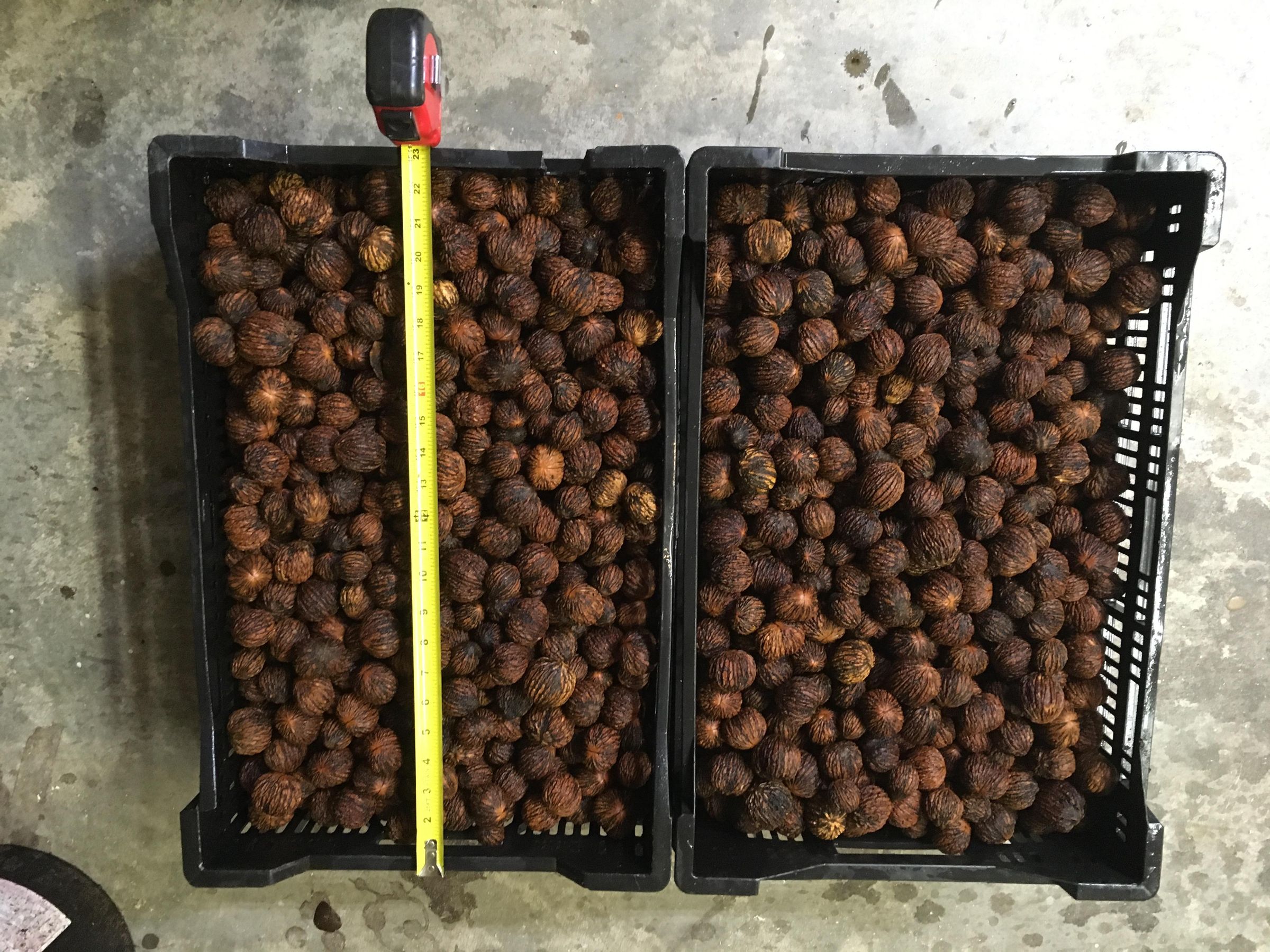 Harvesting and Processing Black Walnuts : 13 Steps - Instructables