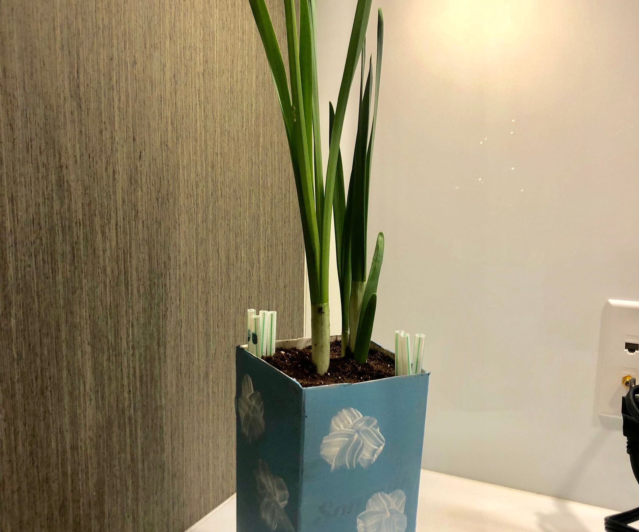 Easily-Watering Garden Out of a Milk Carton : 6 Steps - Instructables