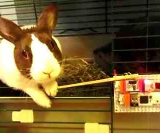 Emailing Bunny : 3 Steps (with Pictures) - Instructables