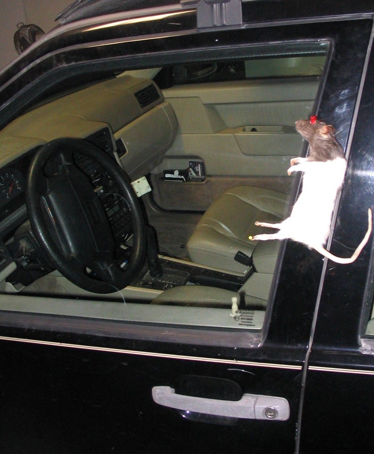 LED Throwie Rat (or Mouse) : 8 Steps (with Pictures) - Instructables