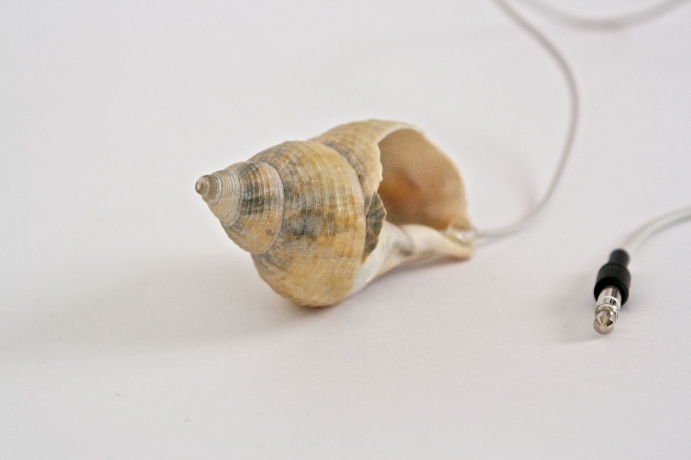 Build Your Own Auditory Augmented Seashell! : 3 Steps (with Pictures ...
