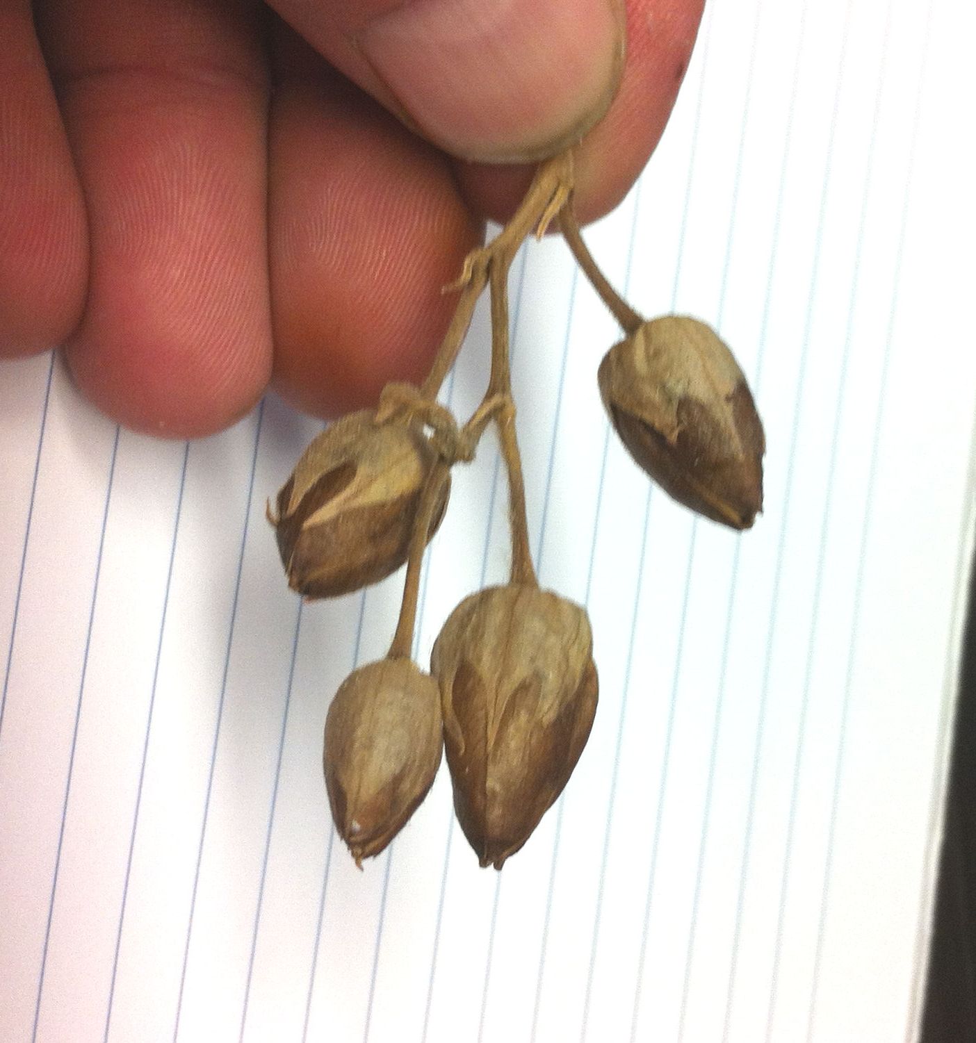 Growing Tobacco : 6 Steps (with Pictures) - Instructables