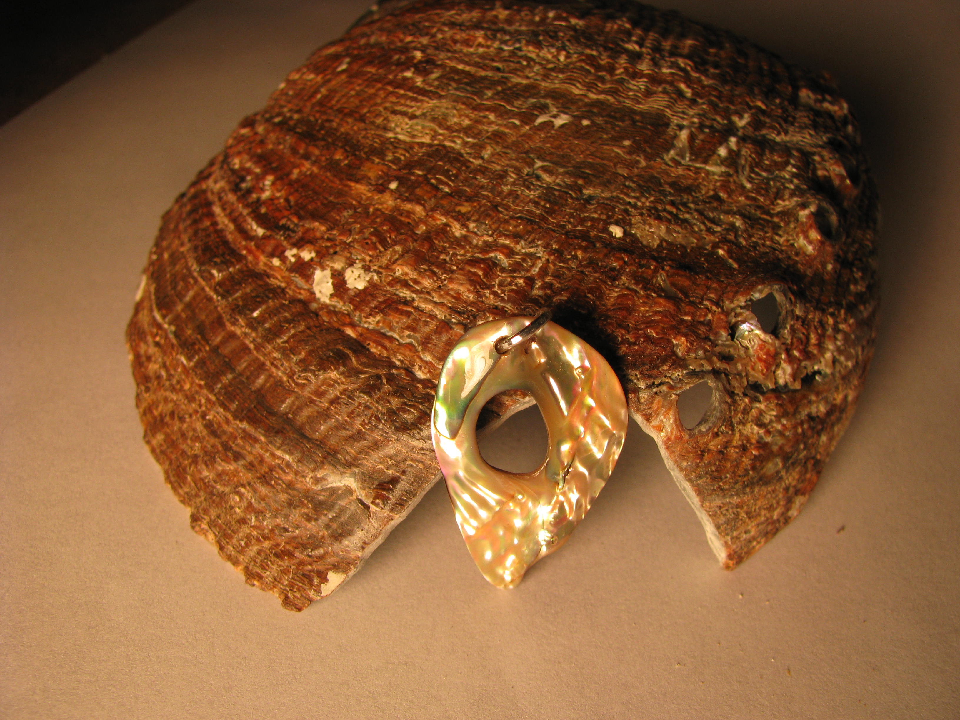 How to Polish Sea Shell : 4 Steps - Instructables