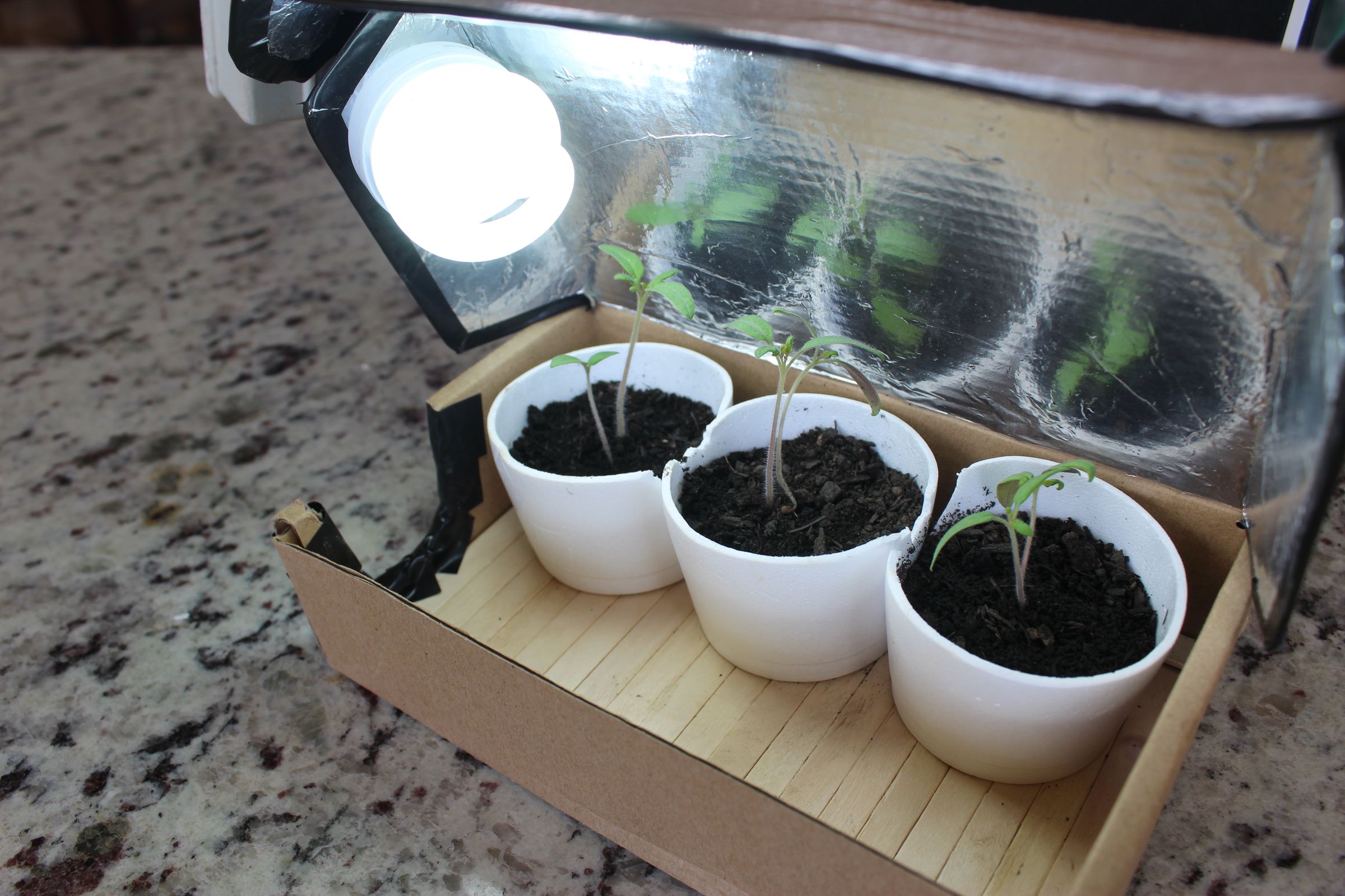 Greenbox Plant Starter : 7 Steps - Instructables