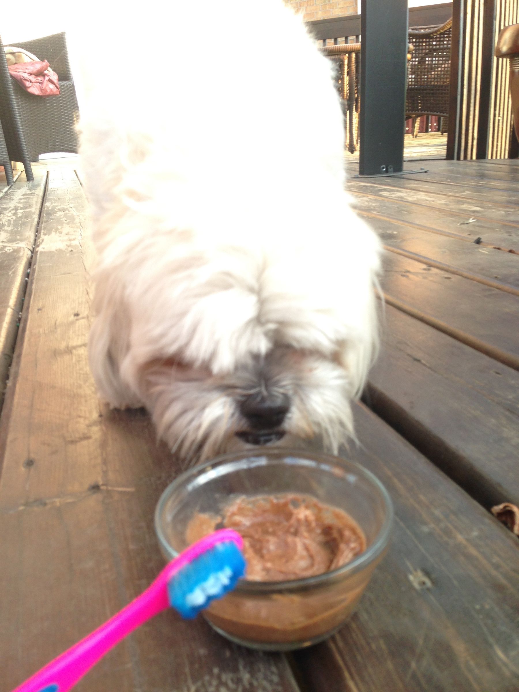 Homemade Toothpaste for Dogs! : 6 Steps (with Pictures) - Instructables