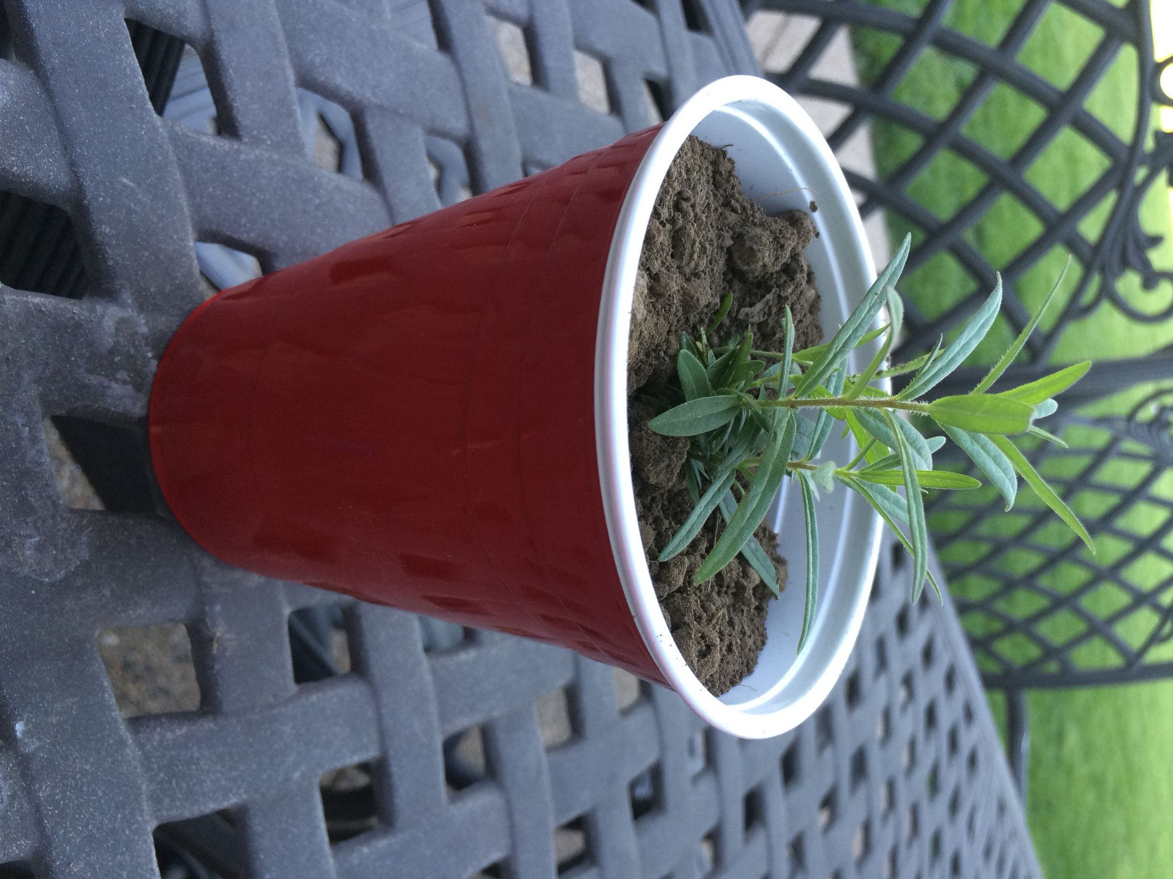 Genius Plant Project : 7 Steps - Instructables