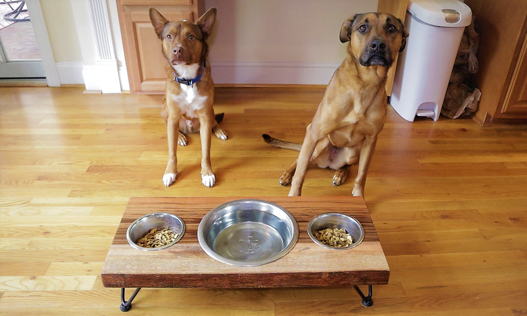 Dog food riser online