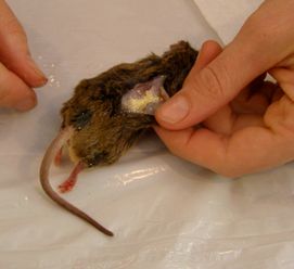 Mouse Taxidermy : 27 Steps (with Pictures) - Instructables