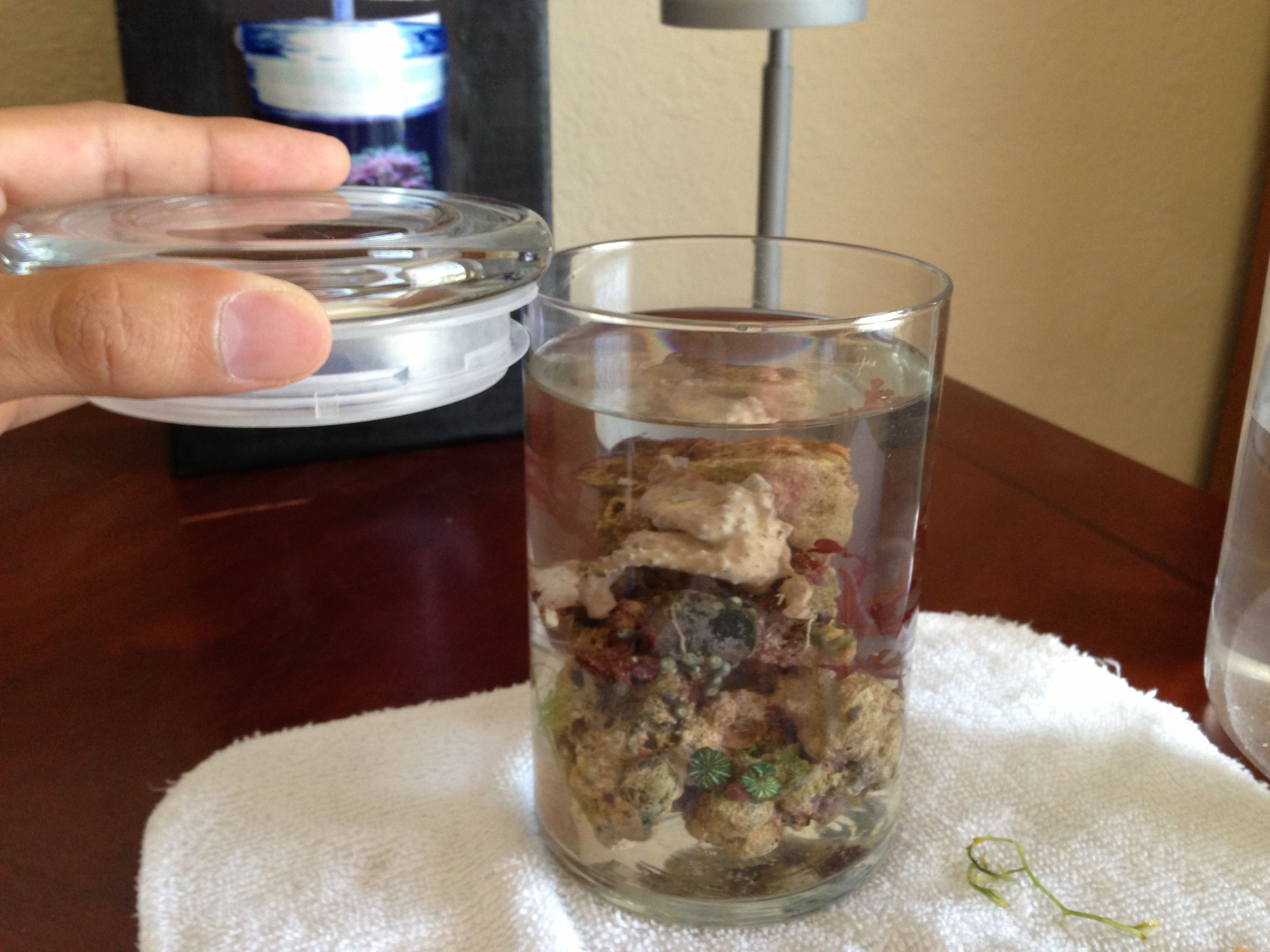 A Low Maintenance/self Sustaining Saltwater Ecosystem : 4 Steps ...