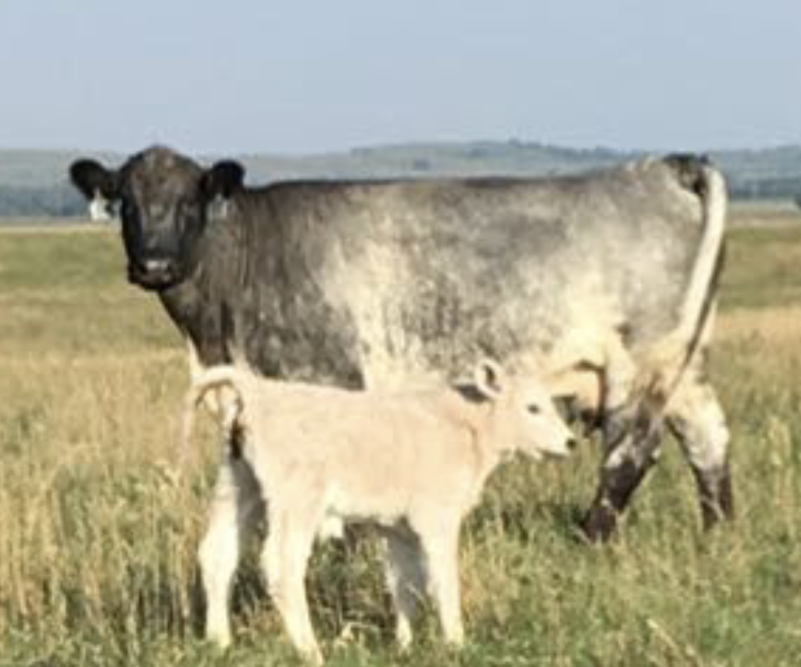 How to Tag Calves Properly : 5 Steps - Instructables