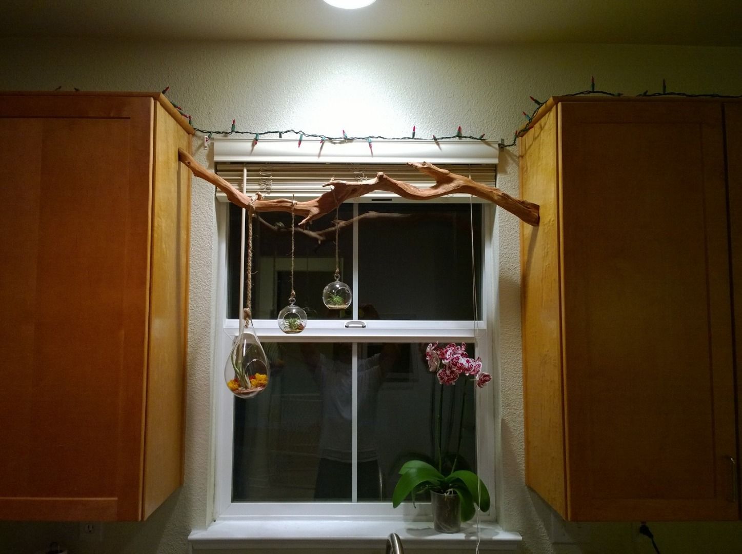 Live Branch - Hanging Terrarium : 6 Steps (with Pictures) - Instructables