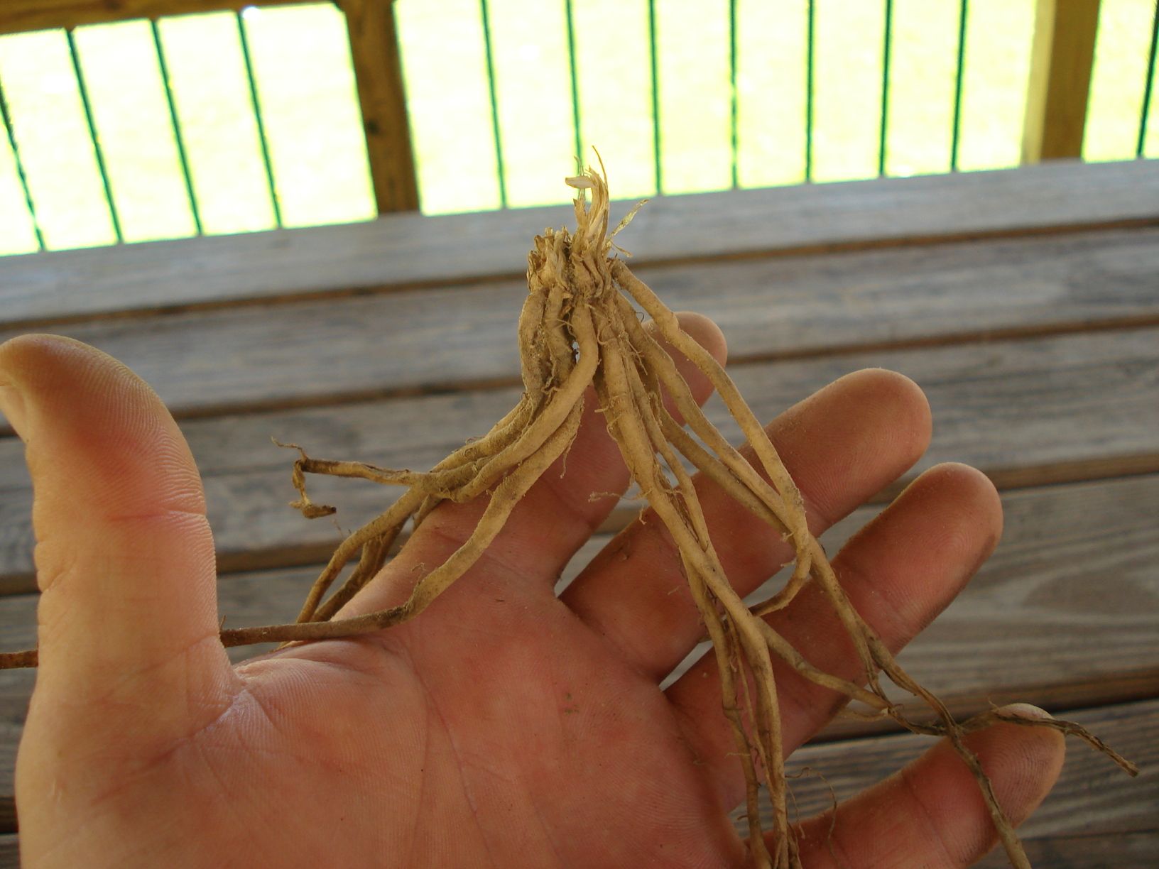 How to Grow Asparagus : 5 Steps (with Pictures) - Instructables