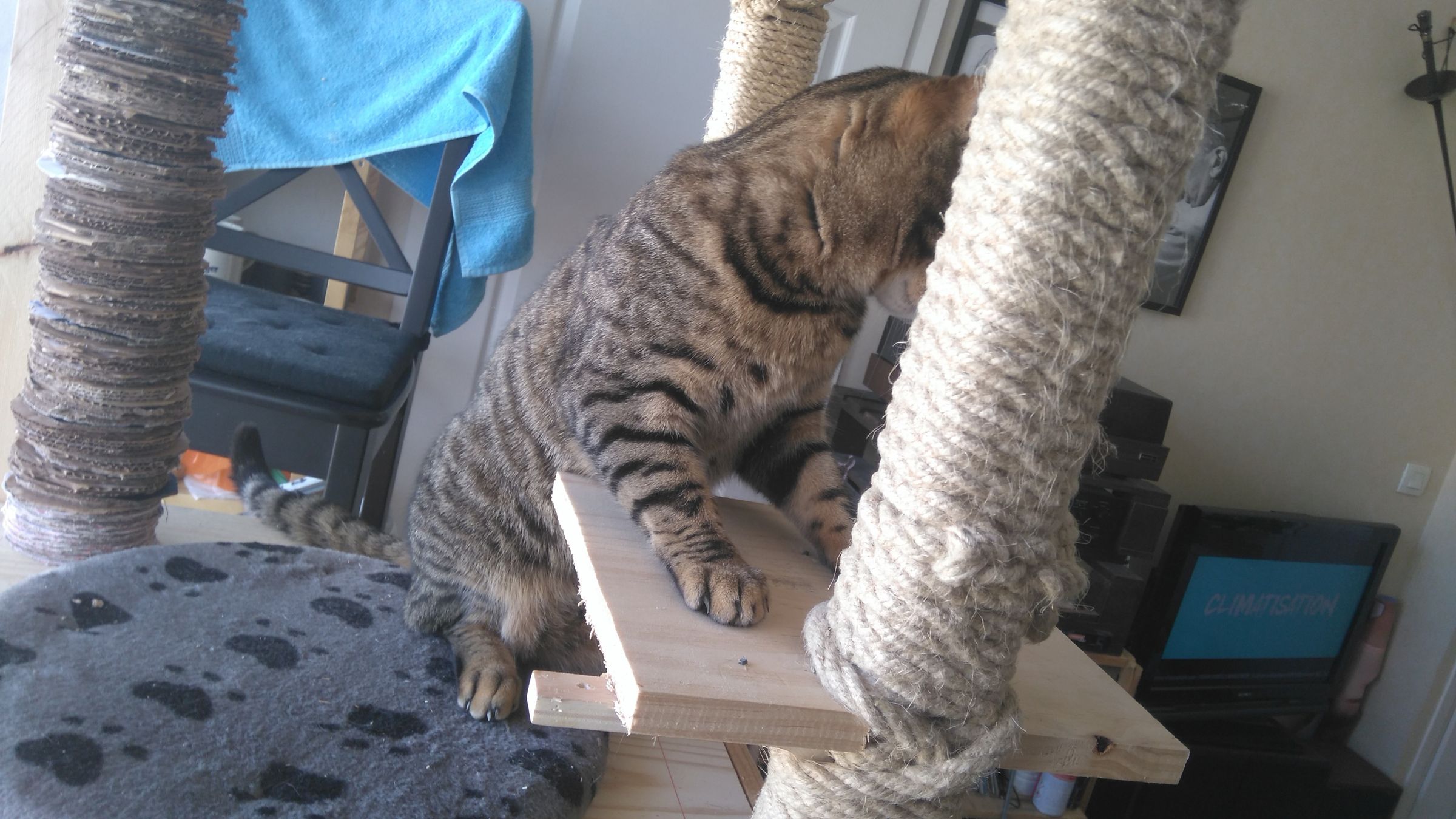 Build a Very Tall, and Sturdy Cat Tree : 8 Steps (with Pictures ...