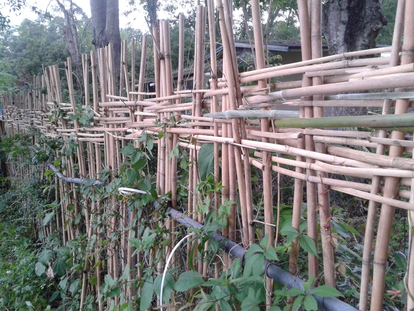 Weave a Bamboo Privacy Fence : 7 Steps (with Pictures) - Instructables