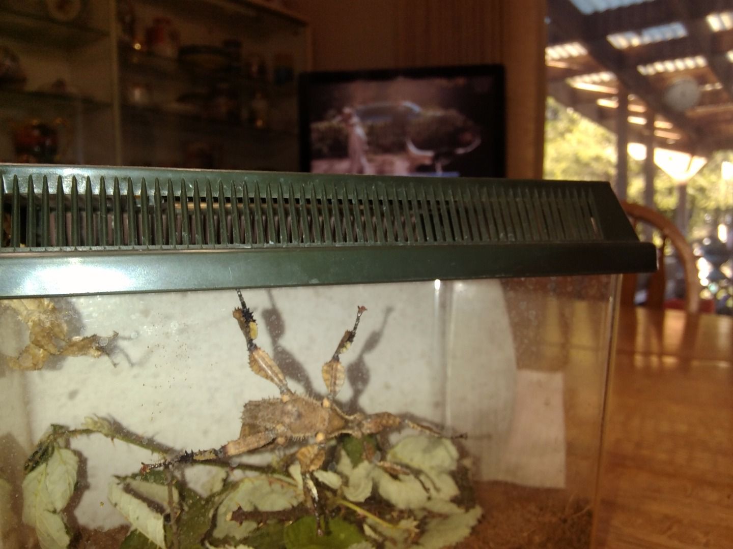 Taking Care of Australian Spiny Leaf Insects : 7 Steps - Instructables